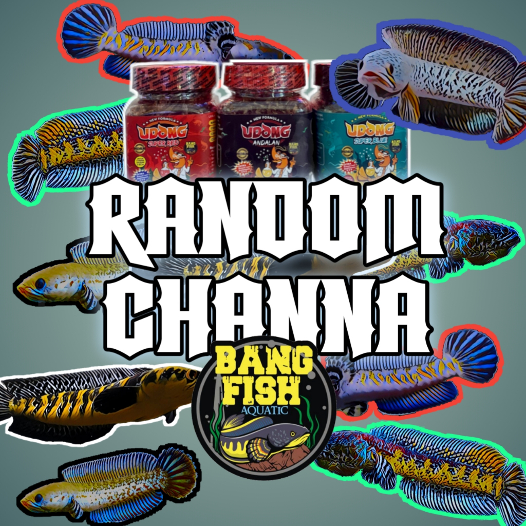 Jual Random Channa All Varian MR FISH | Shopee Indonesia