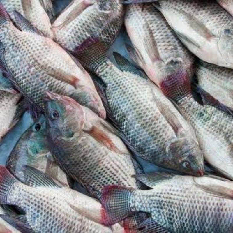 Jual mujaer segar/ ikan segar siap kirim | Shopee Indonesia