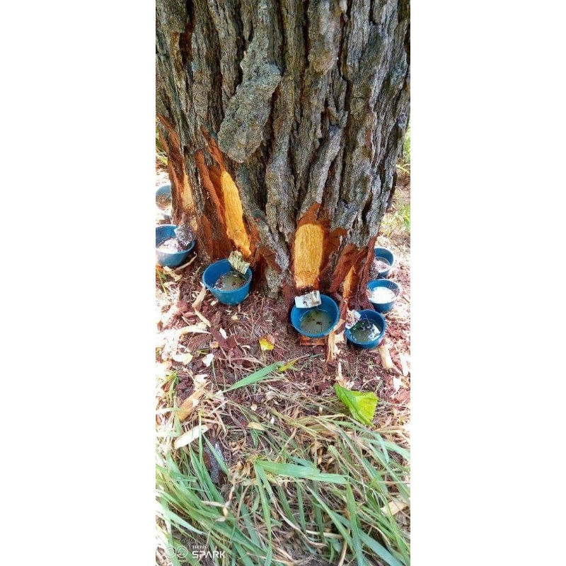 Jual Getah Pinus atau Resin Pinus 1kg/1000 gram terlaris. | Shopee ...