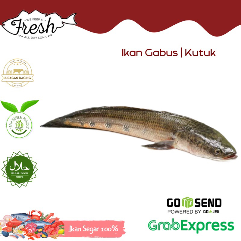 Jual IKAN GABUS/IKAN KUTUK FRESH/HIDUP 1kg | Shopee Indonesia