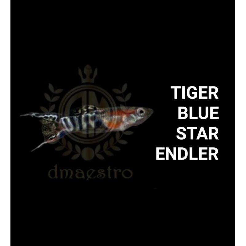 Jual Tiger Blue Star Endler | Shopee Indonesia