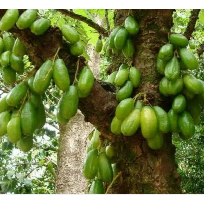Jual BELIMBING WULUH BELIMBING SAYUR FRESH | Shopee Indonesia
