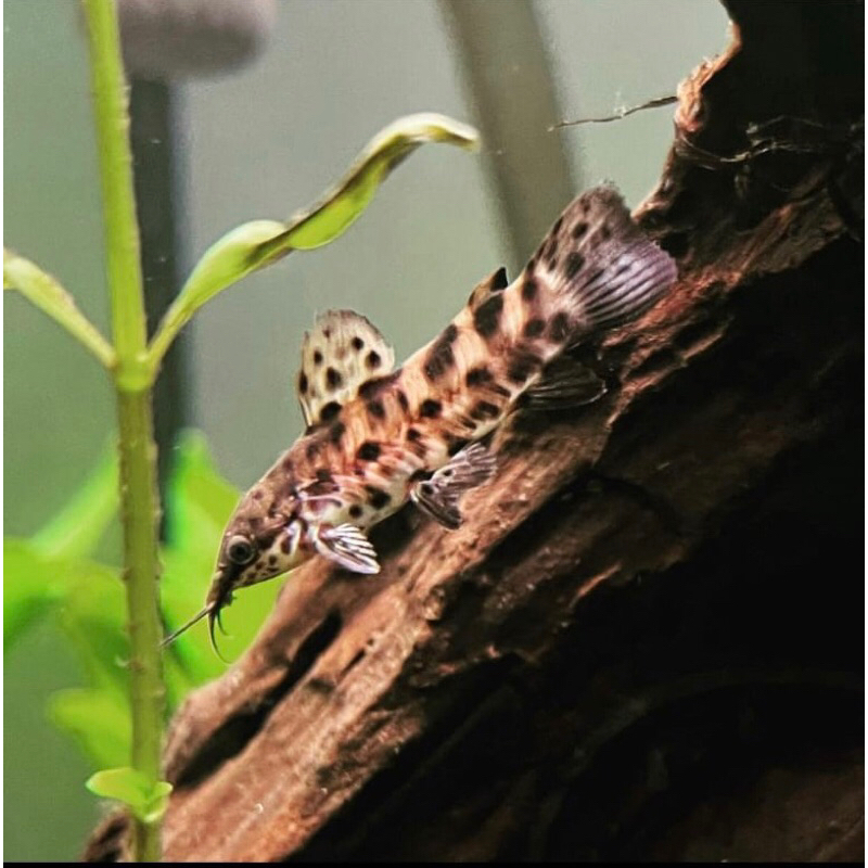 Jual Hoplo catfish / Hoplo cat fish | Shopee Indonesia