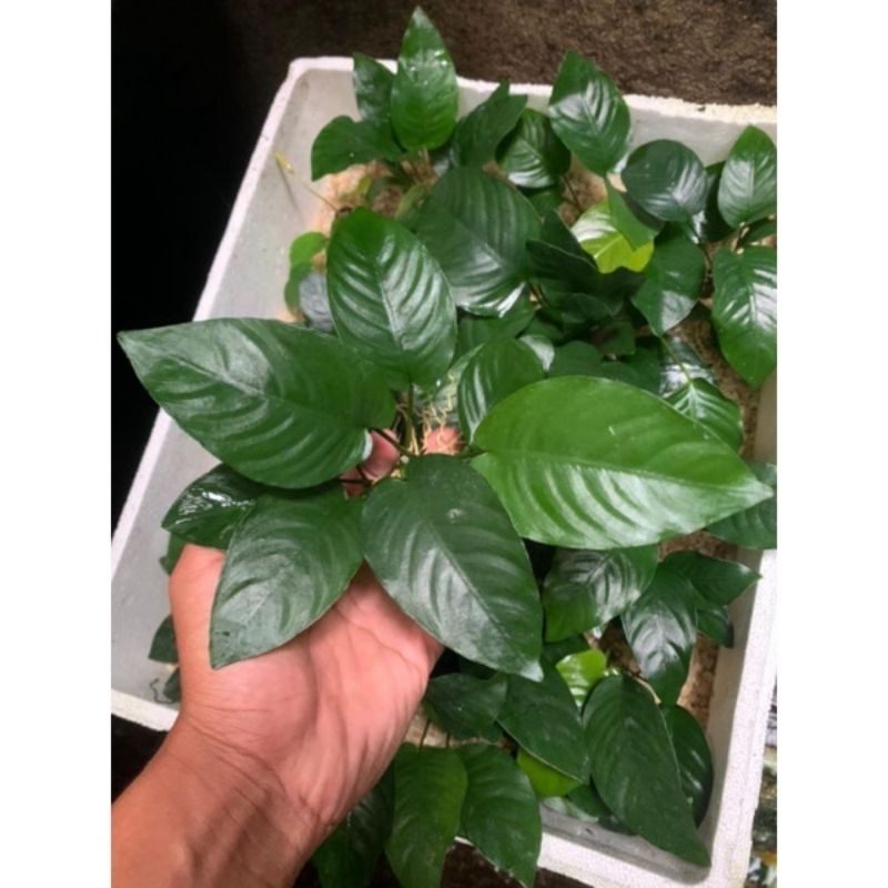 Jual Anubias Broadleaf size indukan tanaman aquascape/ aquarium ...