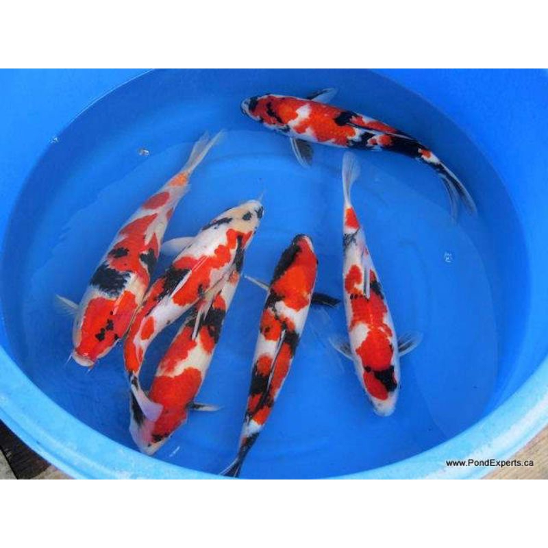Jual koi platinum slayer variasi | Shopee Indonesia
