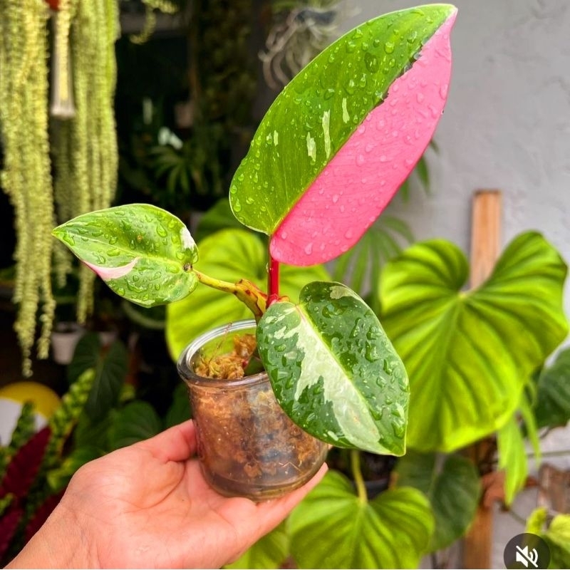 Jual Tanaman Hias Philodendron White Princess/Philo White Princess ...