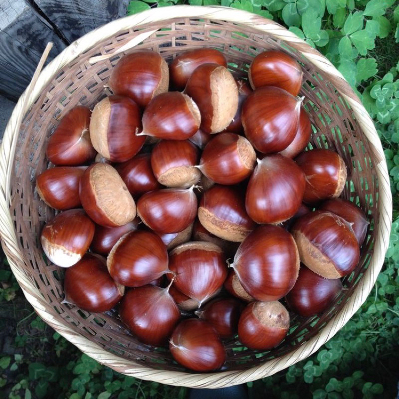 Jual Kacang Chestnut | Kacang Kastanye | Chestnut In Shell | Chew Toys ...