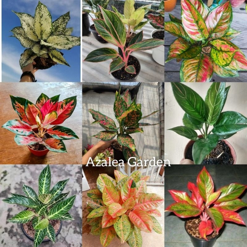 Jual Aglonema paket 9 jenis daun rimbun | Shopee Indonesia