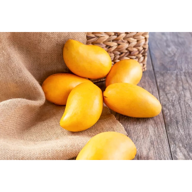 Jual Bibit Mangga Madu (1 METER BATANG BESAR) | Shopee Indonesia
