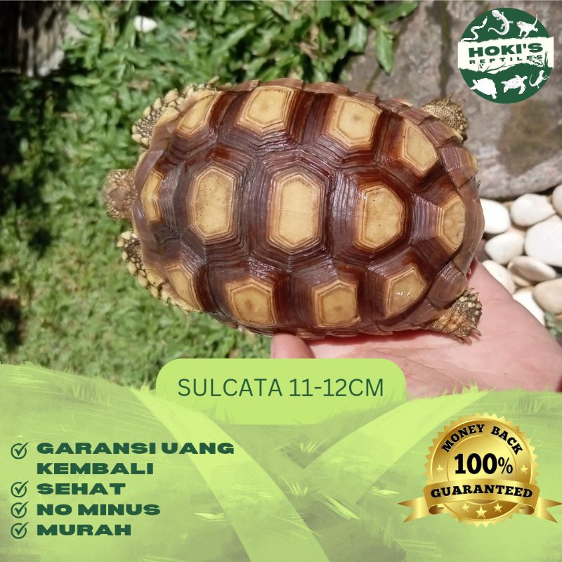 Jual PELET SULCATA 11-12CM CERAH SEHAT RAKUS NO MINUS JALAN TEGAP ...