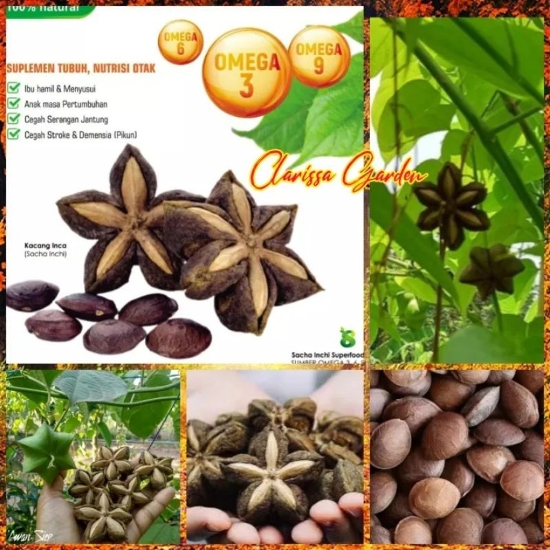Jual BIJI | BENIH KACANG SACHA INCHI | KACANG BINTANG | Shopee Indonesia