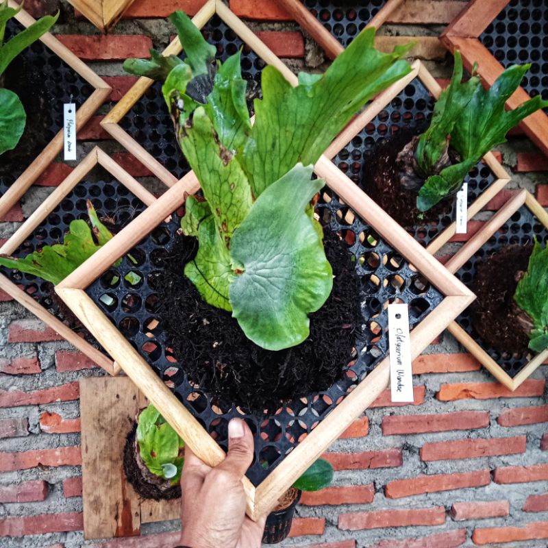 Jual PUSPA TANDUR | Platycerium Wandae | Rawatan | Media Drainage Cell ...