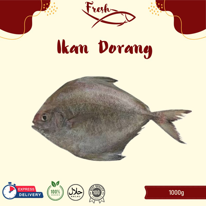 Jual IKAN DORANG/IKAN BAWAL LAUT FRESH 1kg | Shopee Indonesia