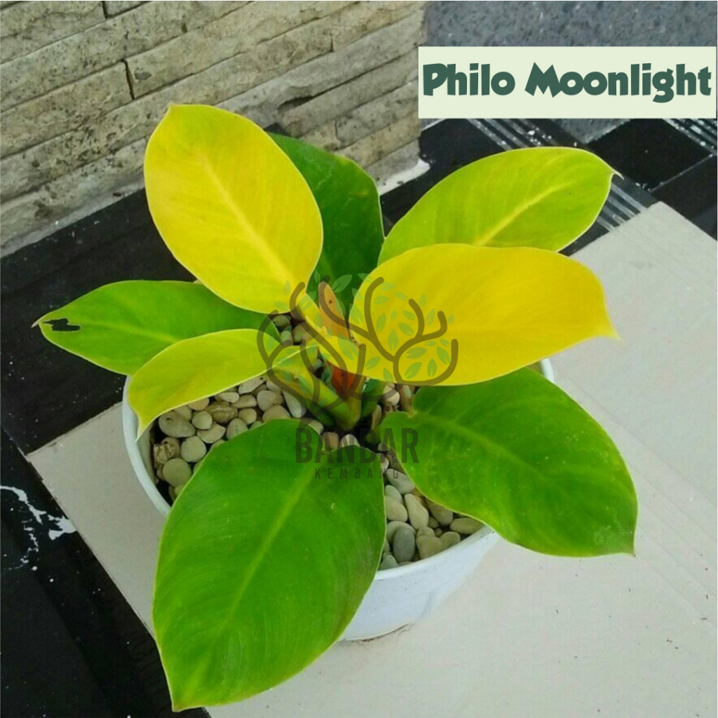 Jual Philo Moonlight Tanaman Hias Unik Tanaman Pembersih Udara Tanaman ...