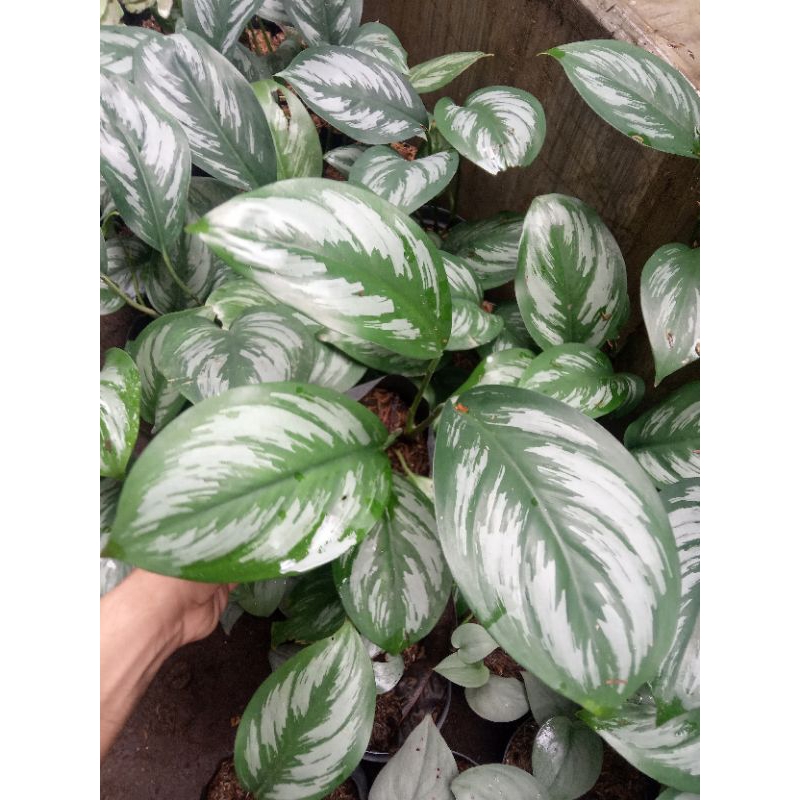 Jual Scindapsus officinalis | Shopee Indonesia