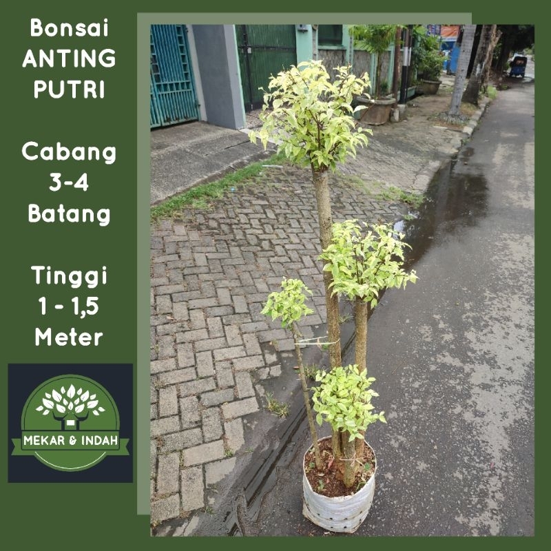 Jual tanaman hias bonsai anting putri | Shopee Indonesia