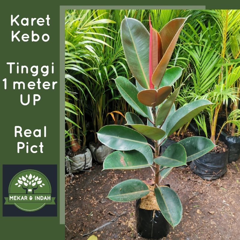 Jual tanaman hias karet kebo, pohon karet kebo, Ficus elastica | Shopee Indonesia