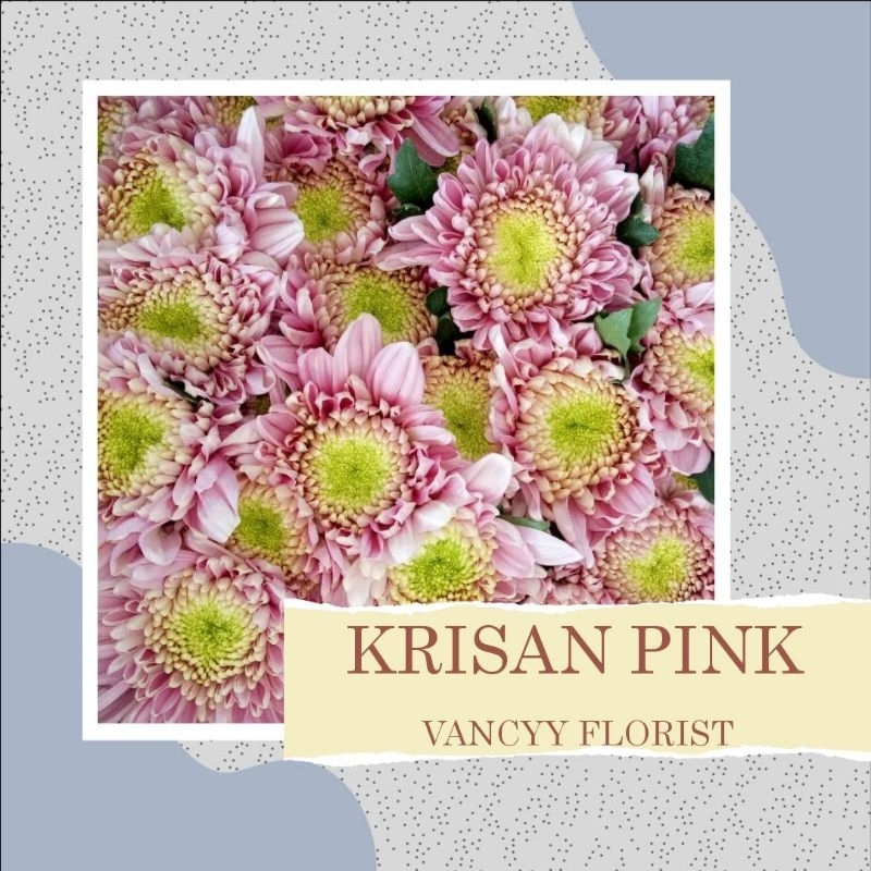 Jual Bunga Krisan Pink Fresh Pertangkai / Bunga Krisan Pink Vancyy ...