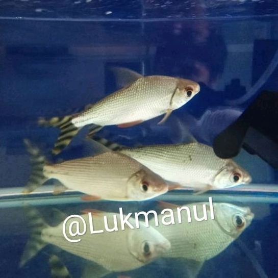Jual Ikan american flagtail yellow feifeng | Shopee Indonesia
