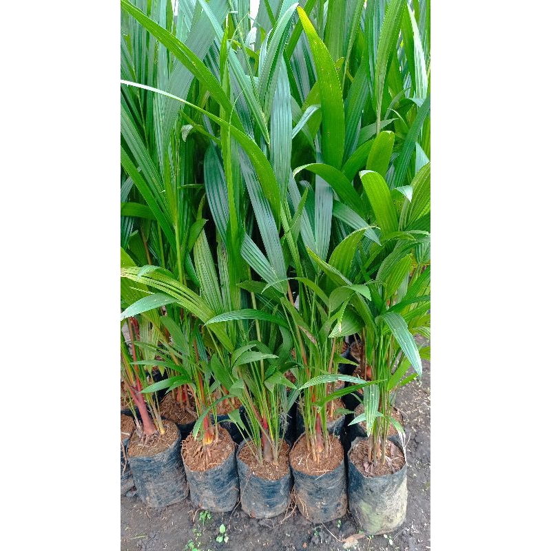 Jual Tanaman Pohon Palm Merah 1 meter - Tanaman Pinang Merah | Shopee ...