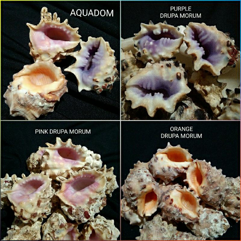 Jual DRUPA MORUM SEA SHELL ANTIK LANGKA CANGKANG KERANG KOLEKSI SIPUT ...