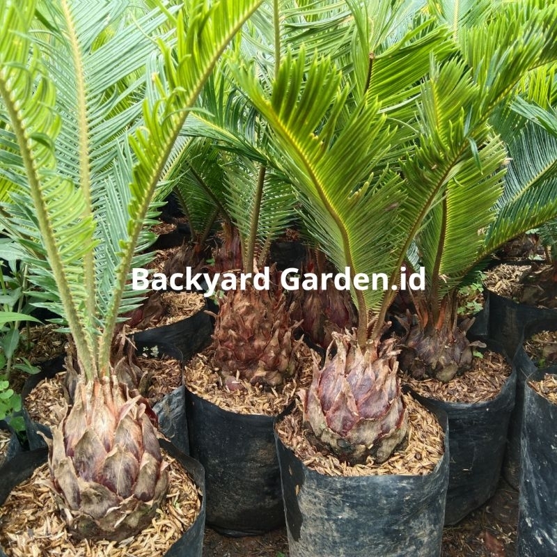 Jual Tanaman hias pohon Palm Sikas/ Palem jambe/ pakis haji | Shopee ...