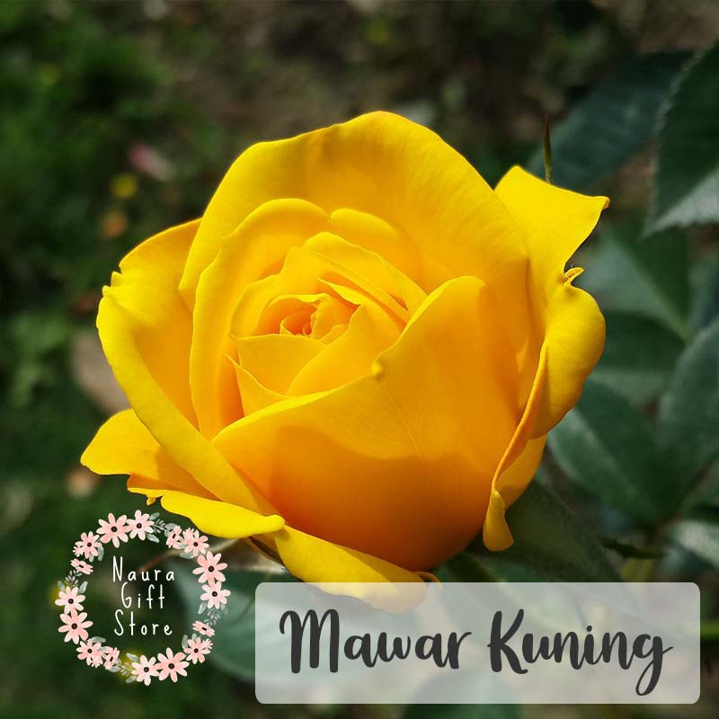 Jual Bunga Mawar Kuning Fresh Asli Bandung isi 20 batang | Shopee Indonesia