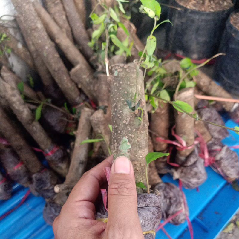 Jual Bahan Bonsai Anting Putri Besar | Shopee Indonesia