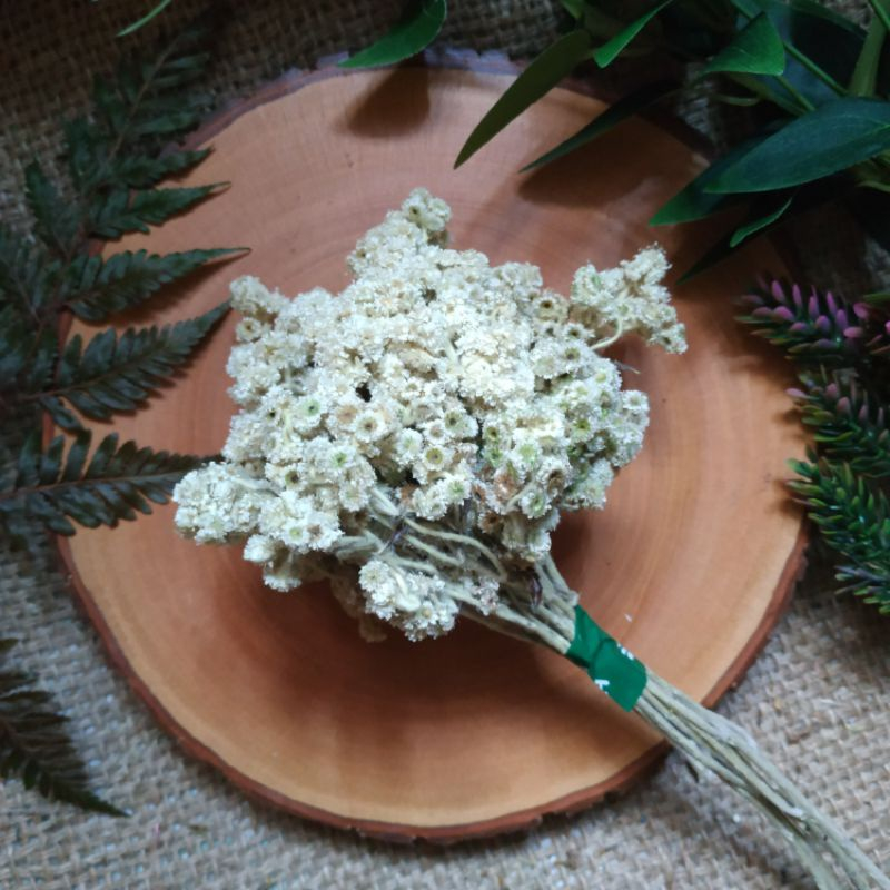 Jual Ikat KECIL PROMO EDELWEIS | EDELWEIS | BUNGA BUKET | EDELWEIS ...