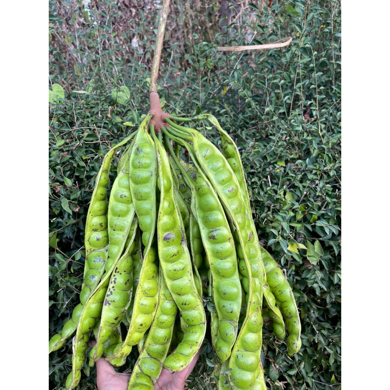 Jual PETAI SUPER SEGAR ISI 15 papan | Shopee Indonesia