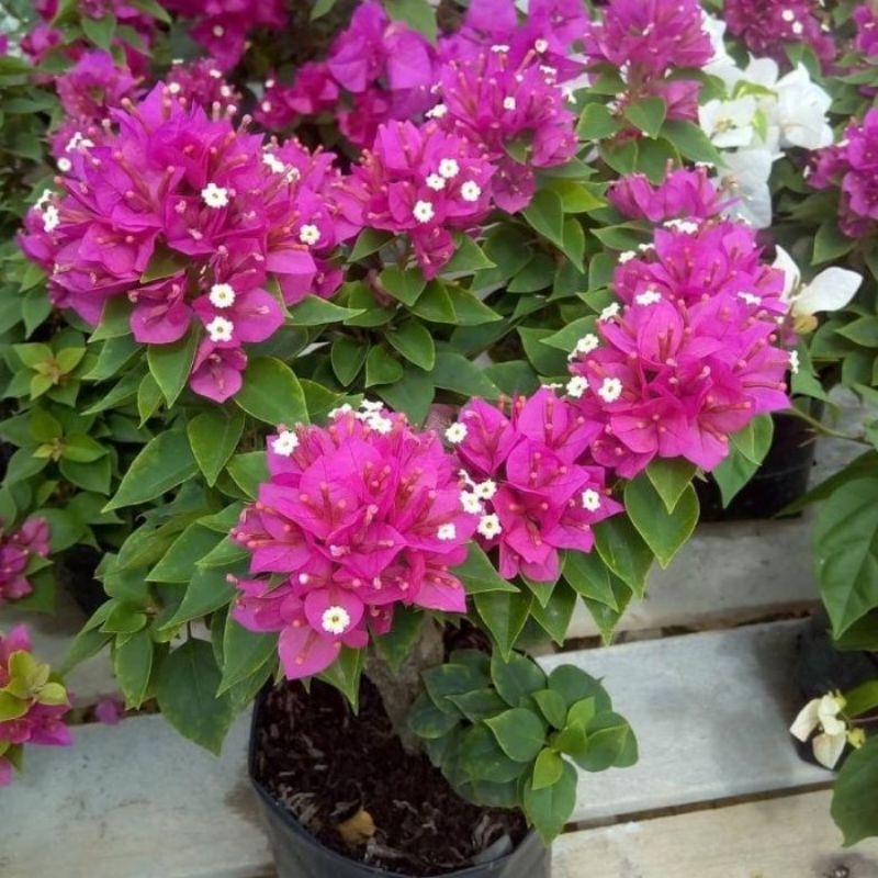 Jual Tanaman Bunga Bougenville Singapore (Pink Fanta) / Bugenvil ...