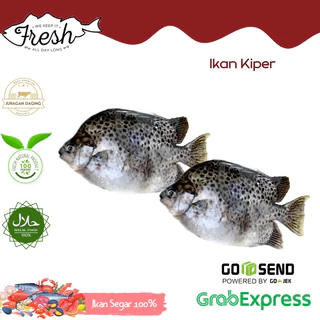 Jual Ikan Kiper Terlengkap & Harga Terbaru Agustus 2024 | Shopee Indonesia