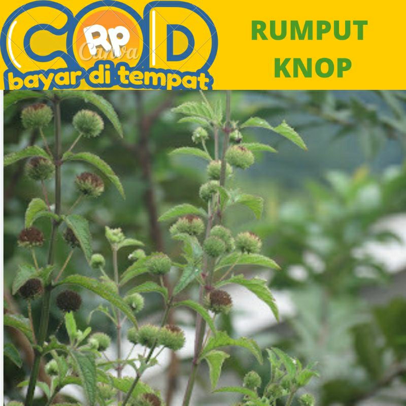 Jual RUMPUT KNOP( hyptis capitata) segar dipetik saat di pesan 1kg ...