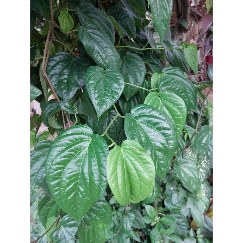 Jual Daun sereh segar 100 Lembar | Shopee Indonesia