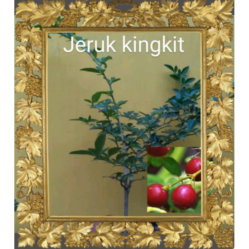 Jual Bibit Bonsai Jeruk Kingkit | Shopee Indonesia
