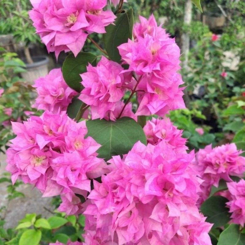 Jual Tanaman Bunga Bougenville Hawai Tumpuk (Pink Fanta) / Bunga Kertas ...