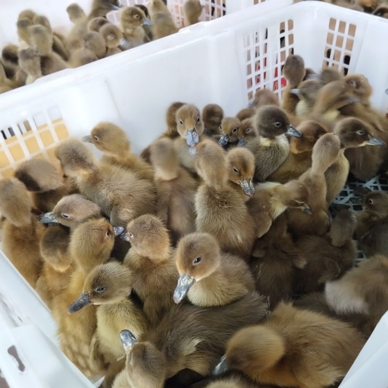 Jual DOD LOKAL JANTAN / ANAK BEBEK LEHER PANJANG | Shopee Indonesia