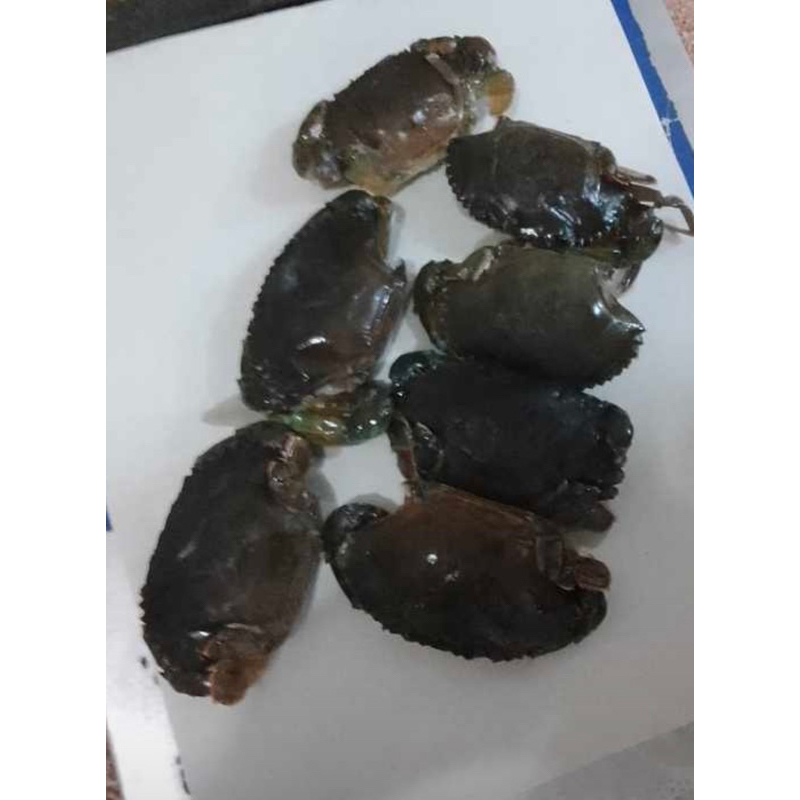Jual Kepiting soka ( cangkang lunak) 1 kg | Shopee Indonesia