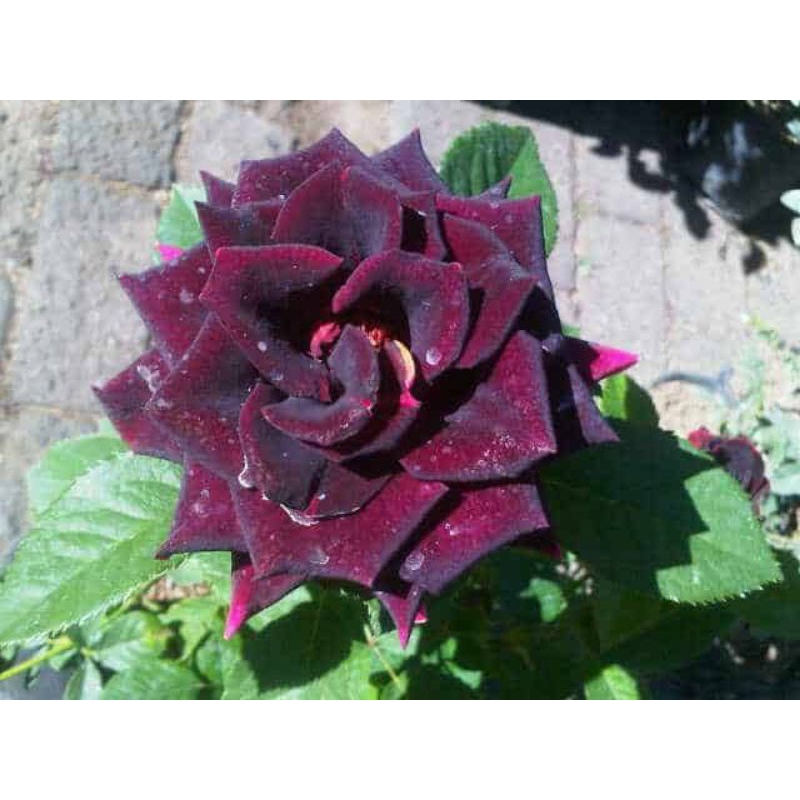 Jual bibit bunga mawar(BATIK HITAM) | Shopee Indonesia