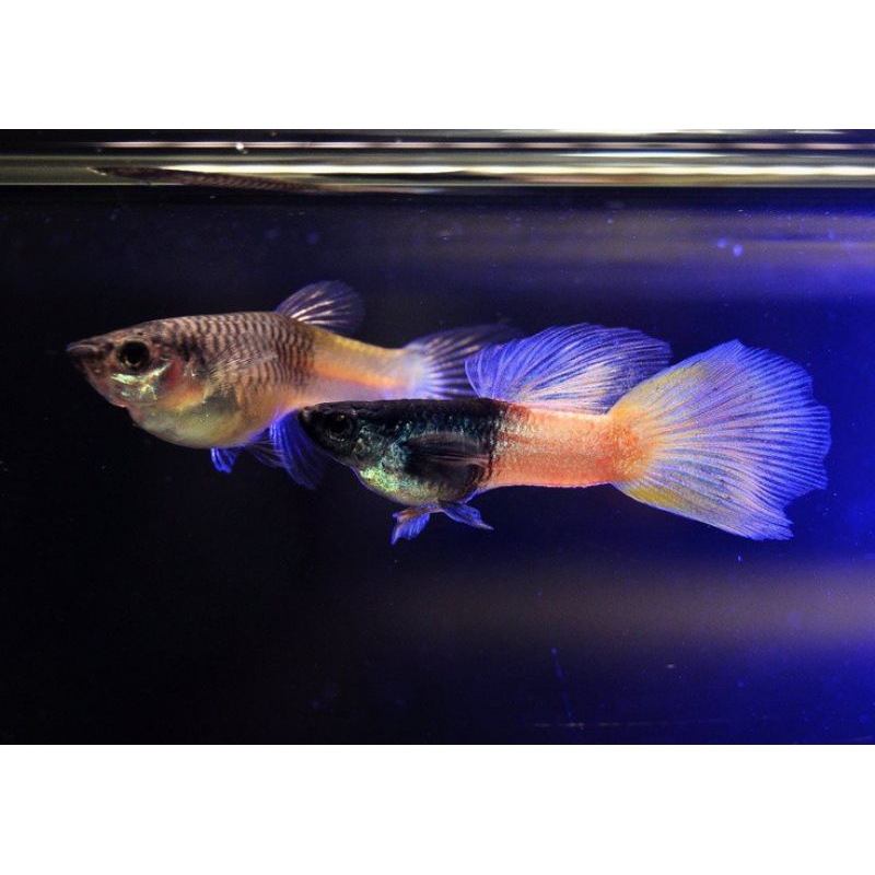 Jual ikan hias guppy metal pingu ikan lucu hiasan aquarium, kolam dan ...