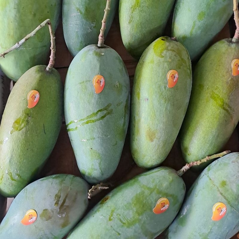 Jual Mangga Kiojay / Mangga Thailand | Shopee Indonesia