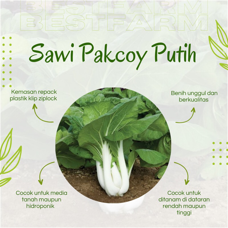 Jual Benih Tanaman Sayur Sawi Pakcoy Putih (-+100 biji) | Shopee Indonesia Jual Benih Tanaman Sayur Sawi Pakcoy Putih (-+100 biji) | Shopee Indonesia