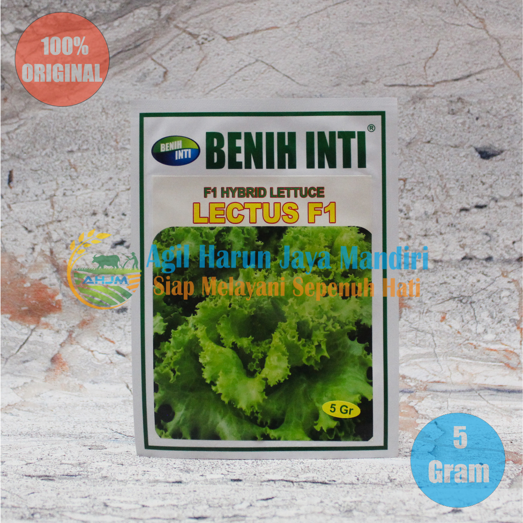 Jual Benih Bibit Selada Keriting Hibrida LECTUS F1 5 gram Benih Inti ...