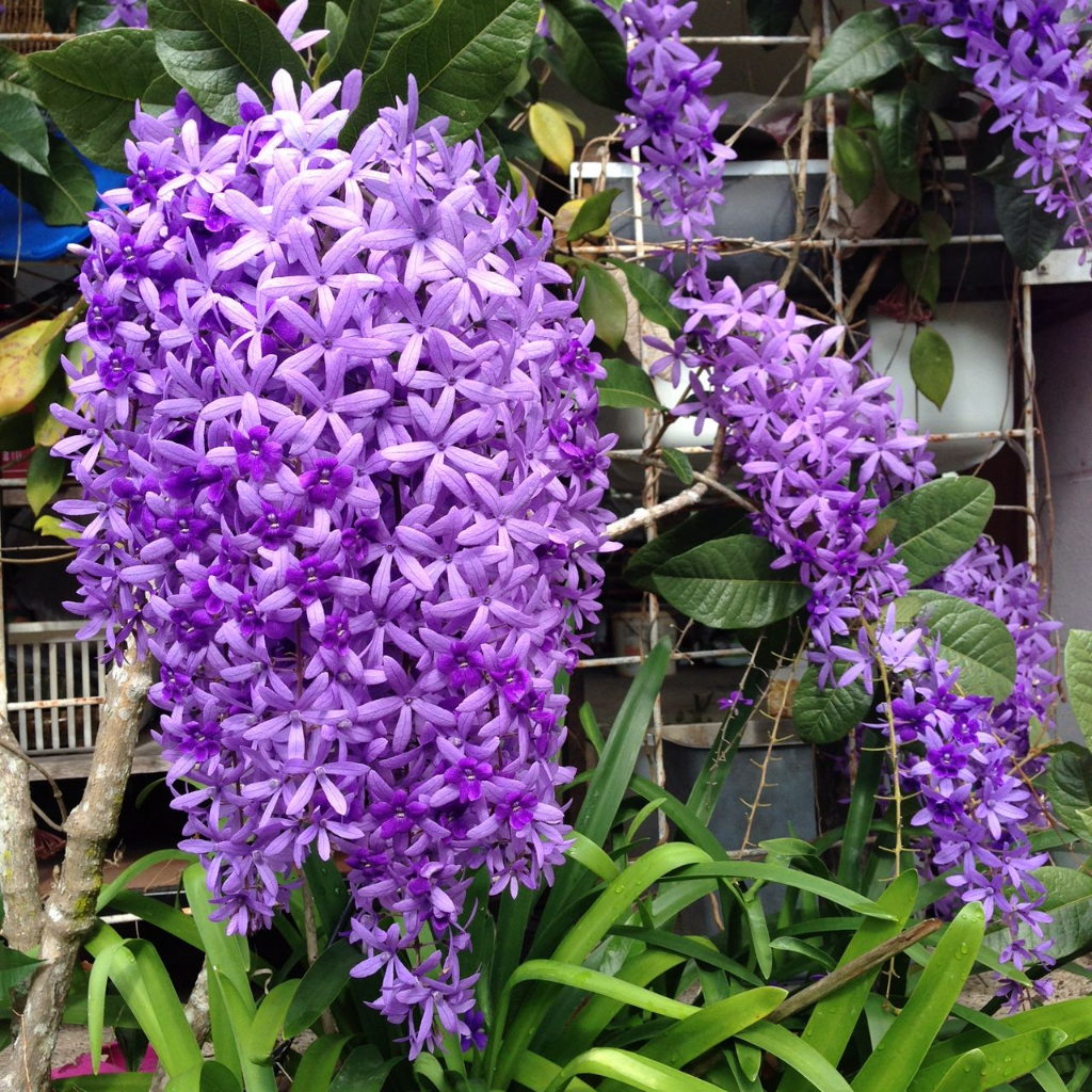 Jual Petrea Volubilis – Petrea Biru, Tanaman Rambat Elegan dengan Bunga ...