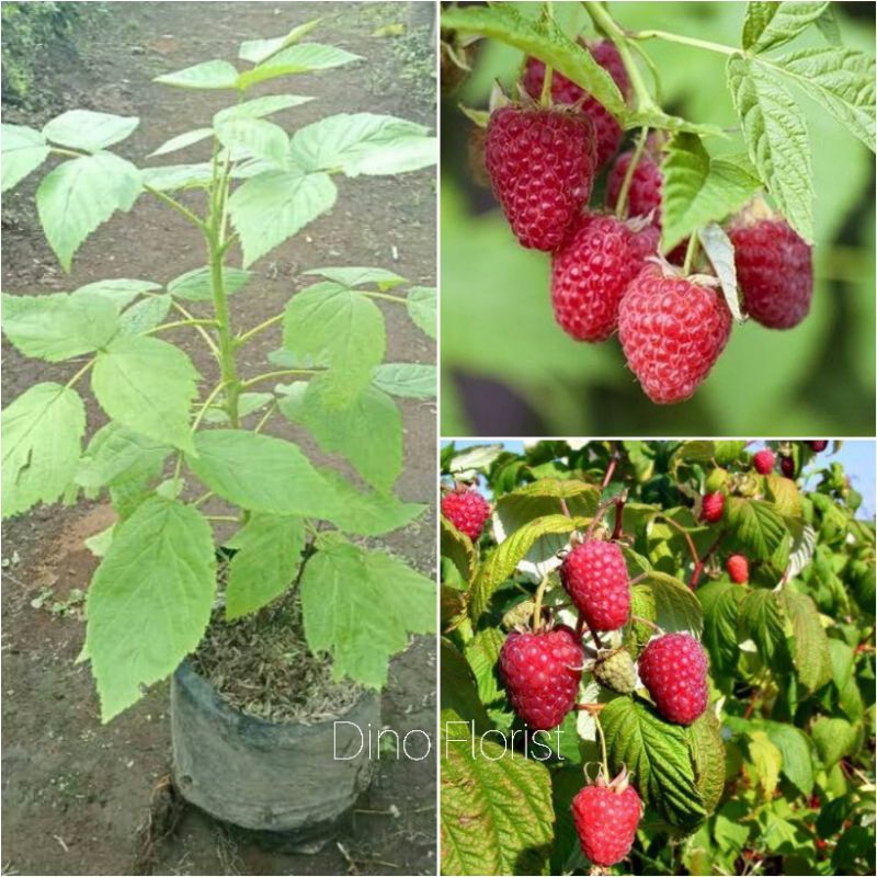 Jual Bibit Tanaman Buah Raspberry Import Polka - SUDAH BERBUNGA ...