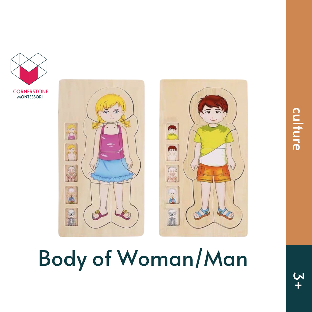 Jual Cornerstone Montessori Human Body of Man Woman Boy Girl Puzzle ...