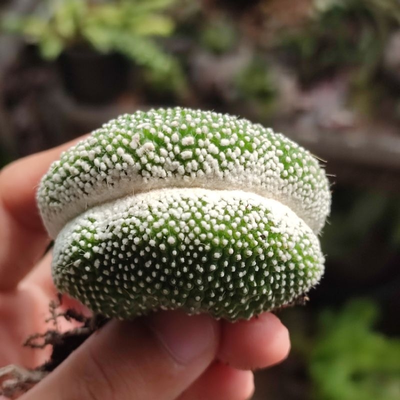 Jual Kaktus Notocactus Scopa Inermis Crested Ownroot tanpa duri ...