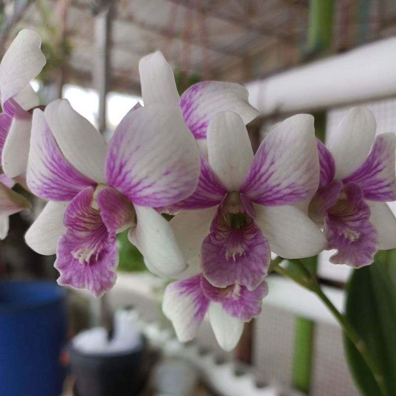 Jual Tanaman Anggrek Dendrobium putih blur ungu | Shopee Indonesia
