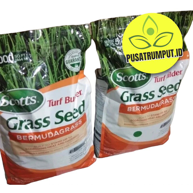 Jual PROMO!!! Benih biji rumput Swiss - bibit rumput Swiss 1.2kg (bibit ...
