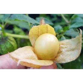 Jual 1000 Gram Buah CECENET / CIPLUKAN : Rahasia Kesehatan Alami yang ...